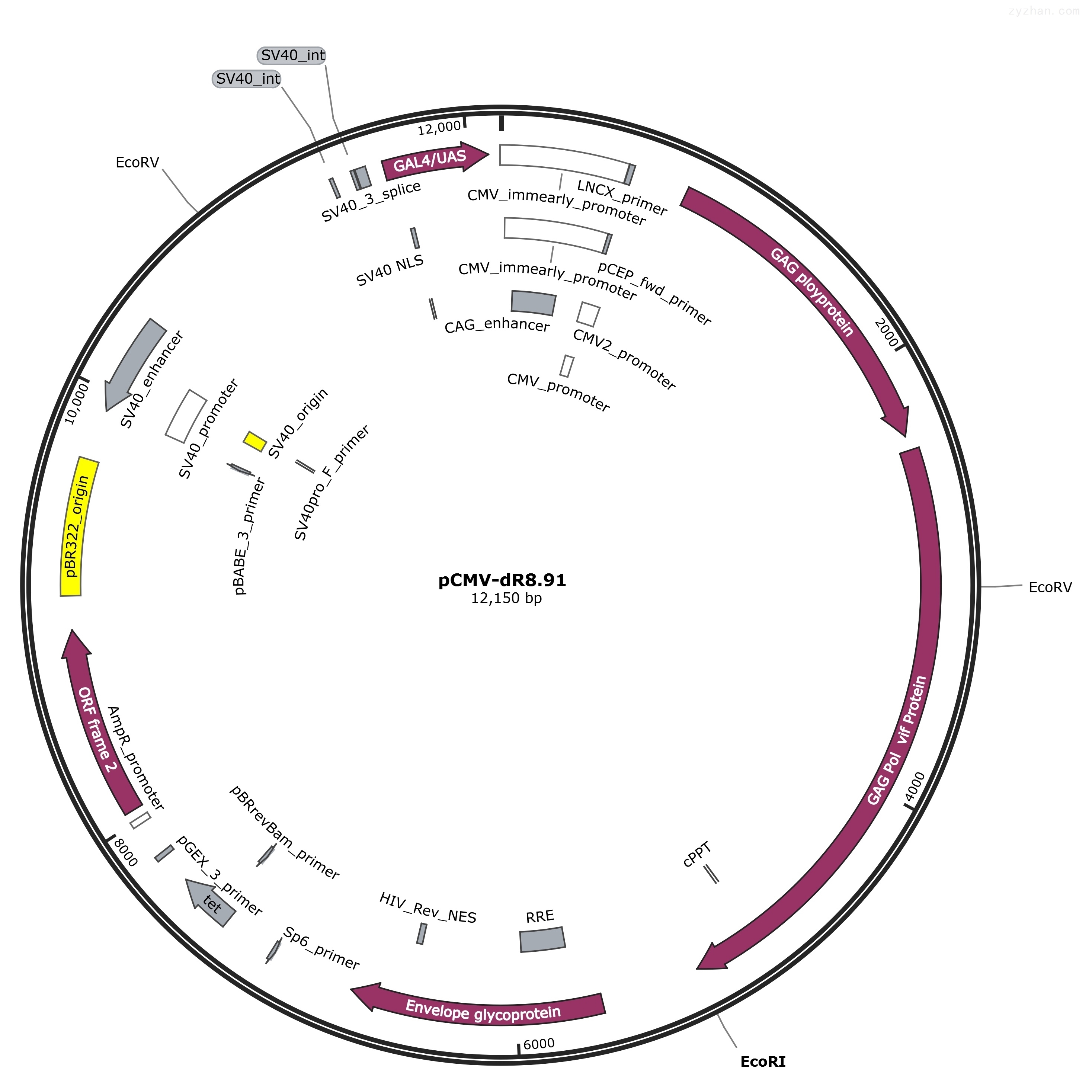 JY03033-慢病毒包装质粒 pCMV-dR8.91-南京江苑生物科技有限公司